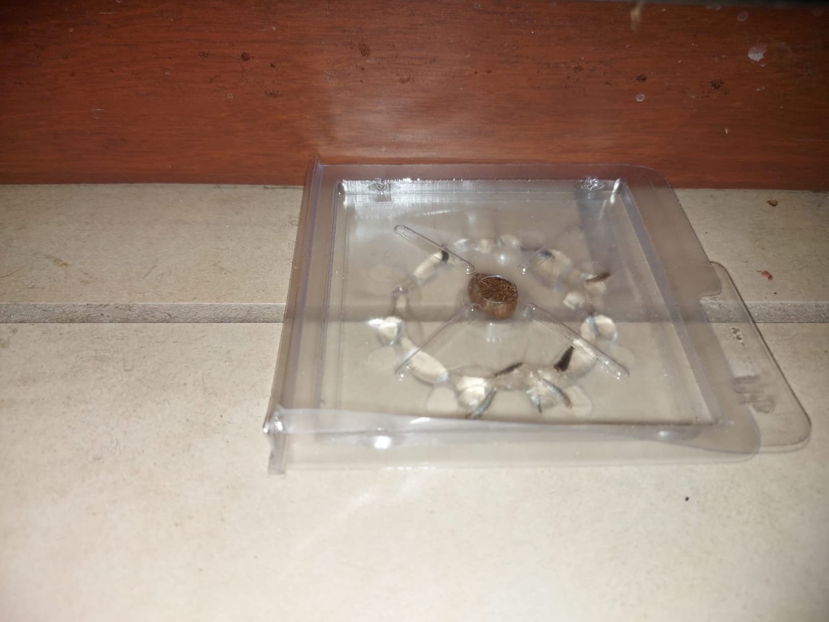 Harris Silverfish Killer Traps for Indoor, 2-Pack : Amazon.ca: Patio ...