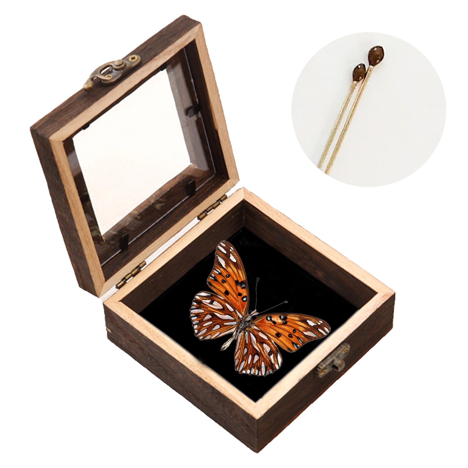 Amazon.com - Butterfly Display Case Shadow Box,Butterfly Preservation ...