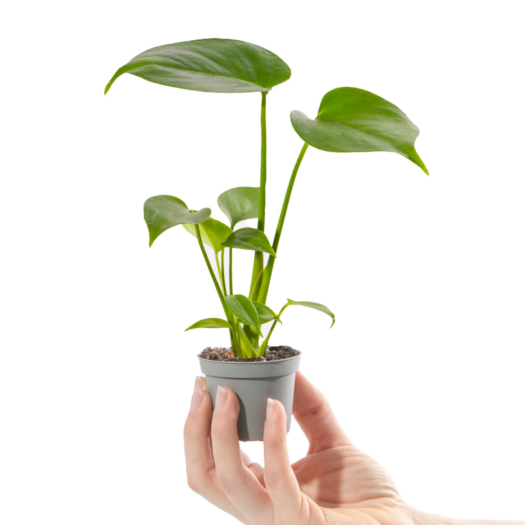 Baby Swiss Cheese Plant Monstera Deliciosa Small Indoor Houseplant in ...