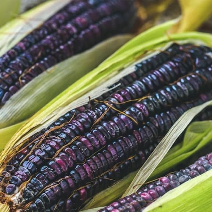 Amazon.com : 30pcs Blue Corn Heirloom Seeds - Non-GMO, Open-Pollinated ...