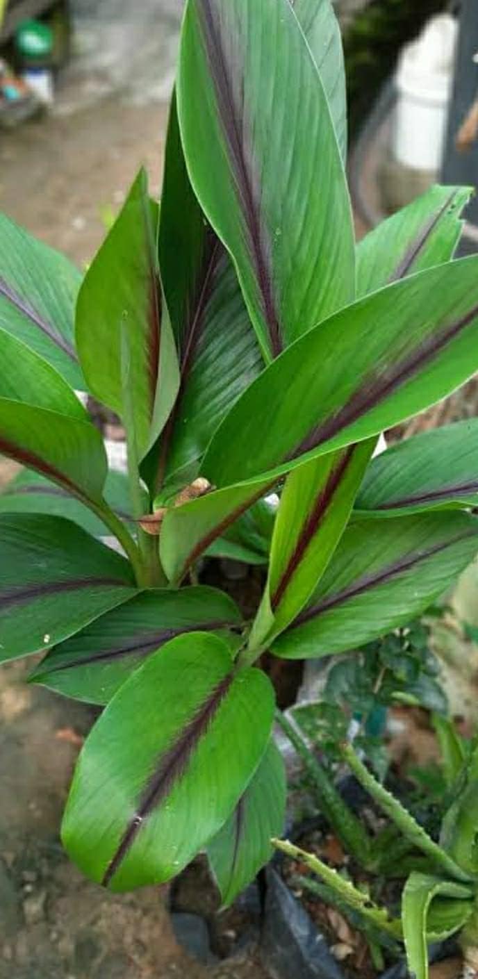 Creative Farmer Rare Black Turmeric Plant Rhizome (Curcuma Caesia) Live ...