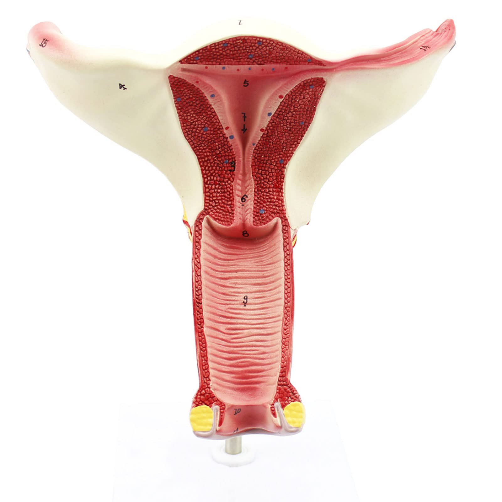Uterus Anatomy Model Human Uterus And Ovary Model Uterus Anatomical