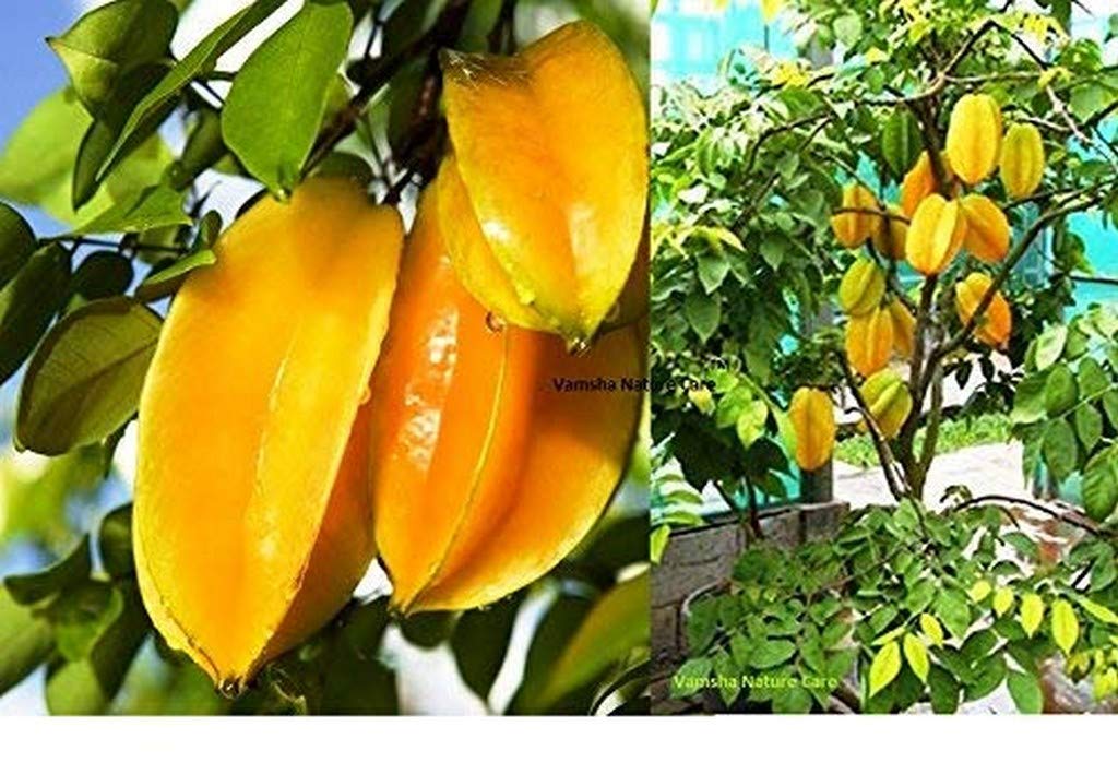 Creative Farmer Live Plant Carambola Star Fruit Tree Indonesia Variety ...