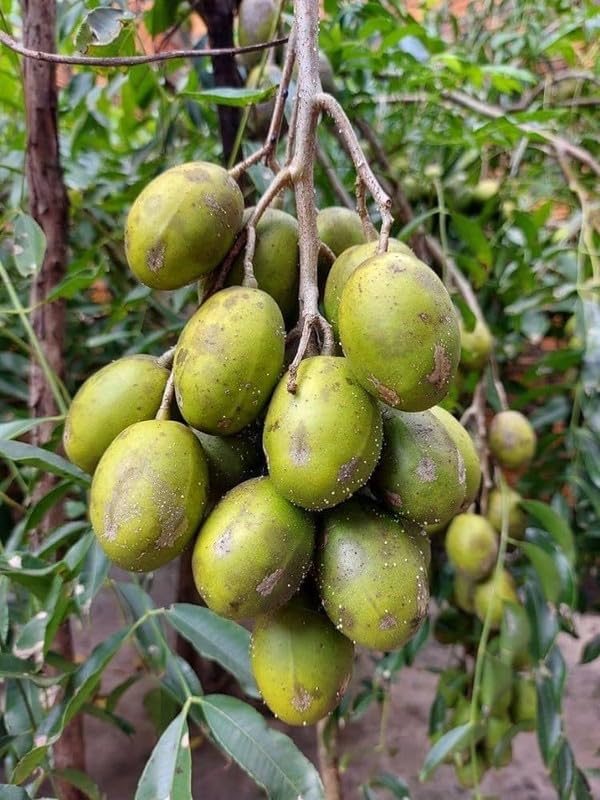 Outdoor Hybrid amra tree plant|hybrid hog plum fruit|hybrid amarataka ...