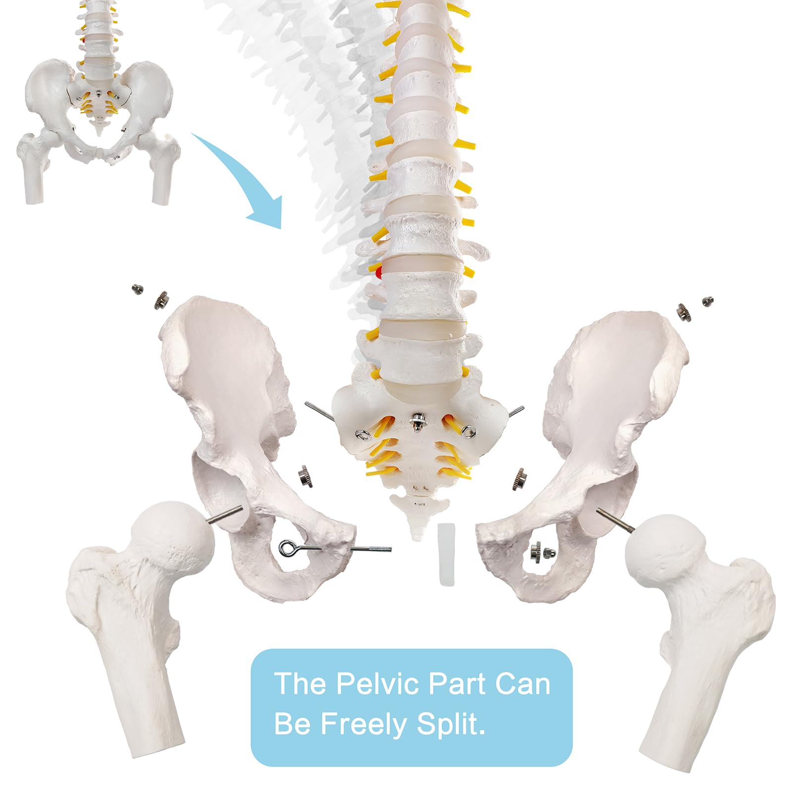 Snapklik.com : EVOTECH Flexible Human Spine Model For Anatomy, 34.8 ...