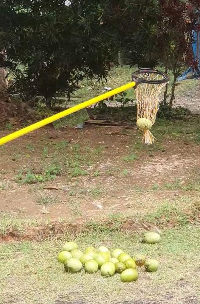 Buy Hectare Lightweight Mango Fruit Picker/Harvester with Shock Proof ...