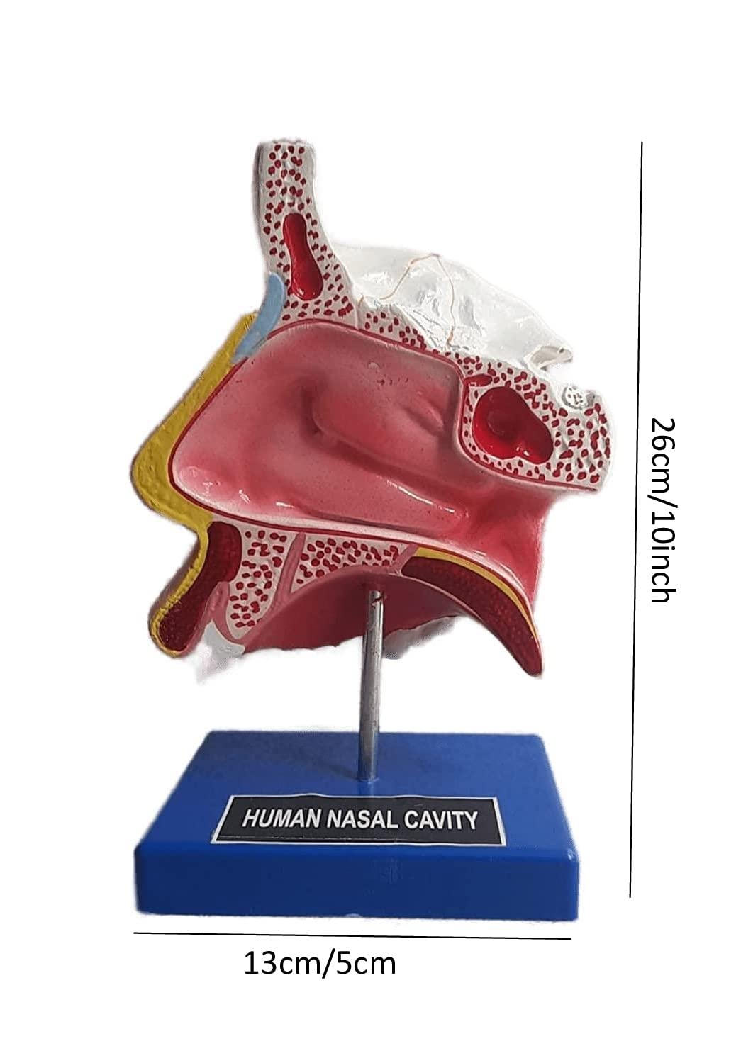 Diagram Nose Nasal Passage Eisco Labs Human Nose Anatomical Model,