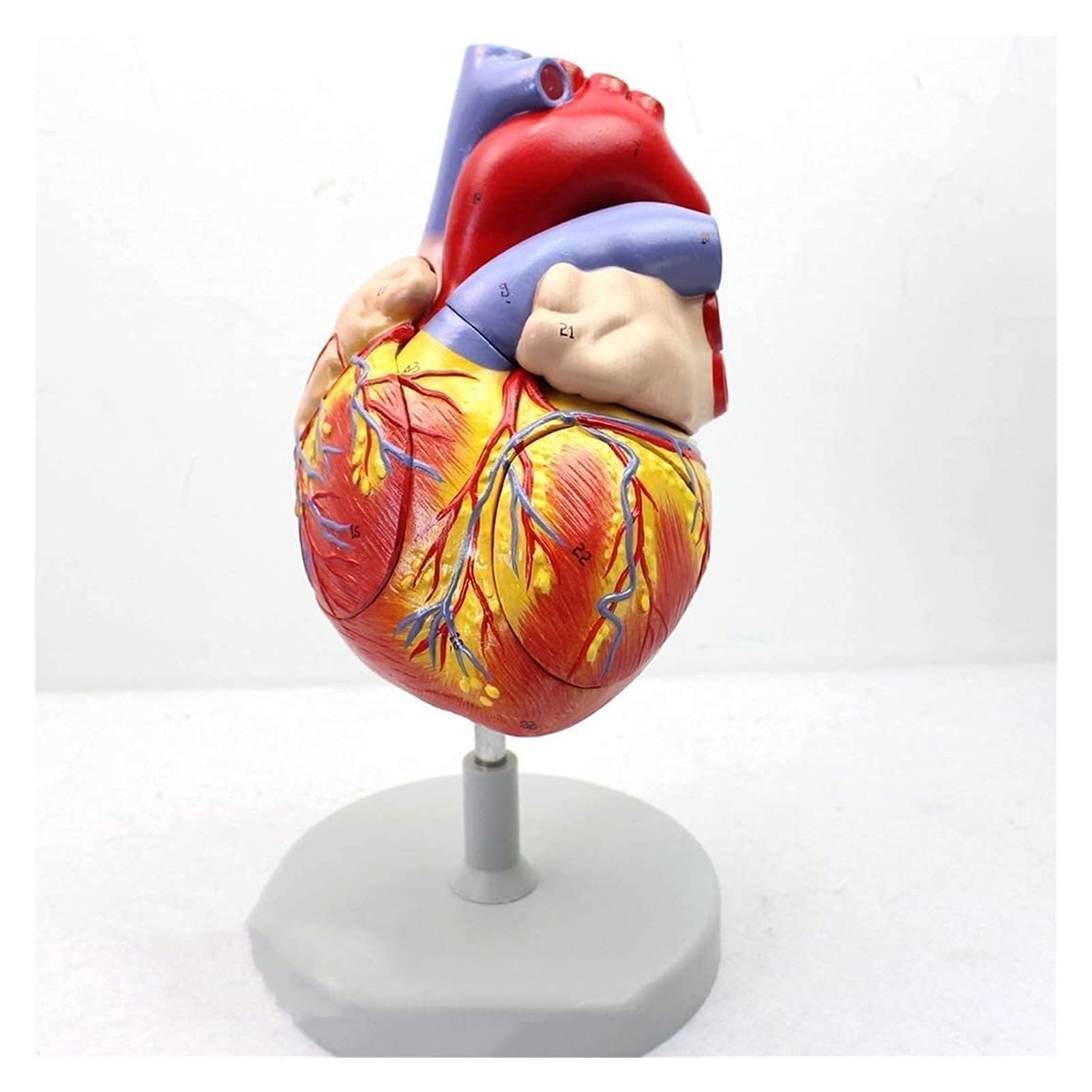 Buy Anatomy Model, Scientific research of the Heart Anatomical Model of ...