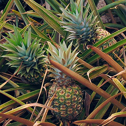 Play 2030 by Azula on Amazon Music