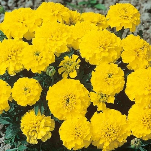 Go Green Marigold Jafri Yellow Flower-50 Seeds : Amazon.in: Garden ...