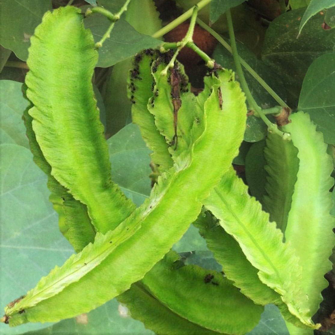 Amazon.com : TomorrowSeeds - Winged Bean Seeds - 10+ Count Packet - for ...