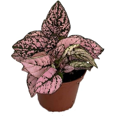Amazon.com : Pink Splash Polka Dot Plant - Hypoestes - 2.5" Pot ...