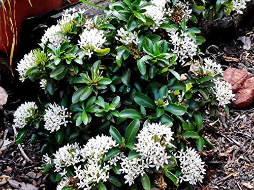 Arlo Grafted White Colour Rugmini (IXORA COCCINEA) Chethi Plant (Live ...