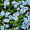 Amazon.com : Forget Me Not Seeds - 5000 Flower Seeds - Perennial Ground ...