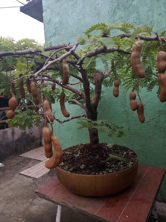 BeGrin Thai Sweet Imli Grafted Live Plant Tamarindus indica Tamarind ...