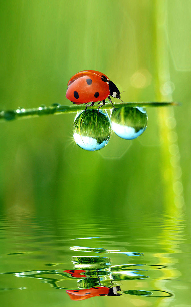 Lady bug Live Wallpaper - App on Amazon Appstore