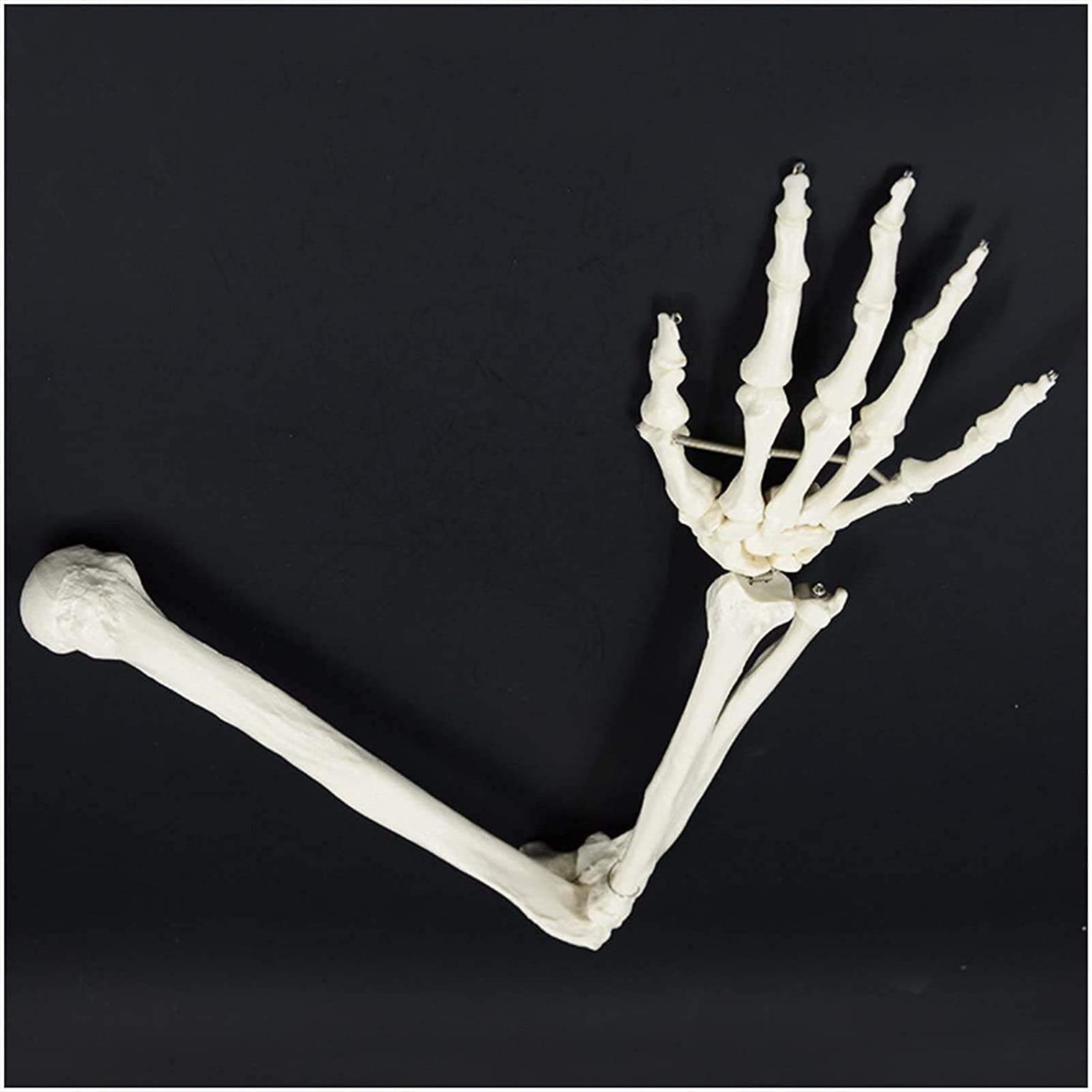 Buy Study Model Human Arm Skeleton Model - Medical Anatomical Human ...