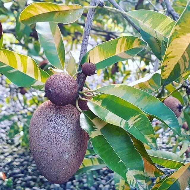 Cloud Farm Live Fruit Plant Manilkara Zapota,Sapodilla, Sapota, chikoo ...