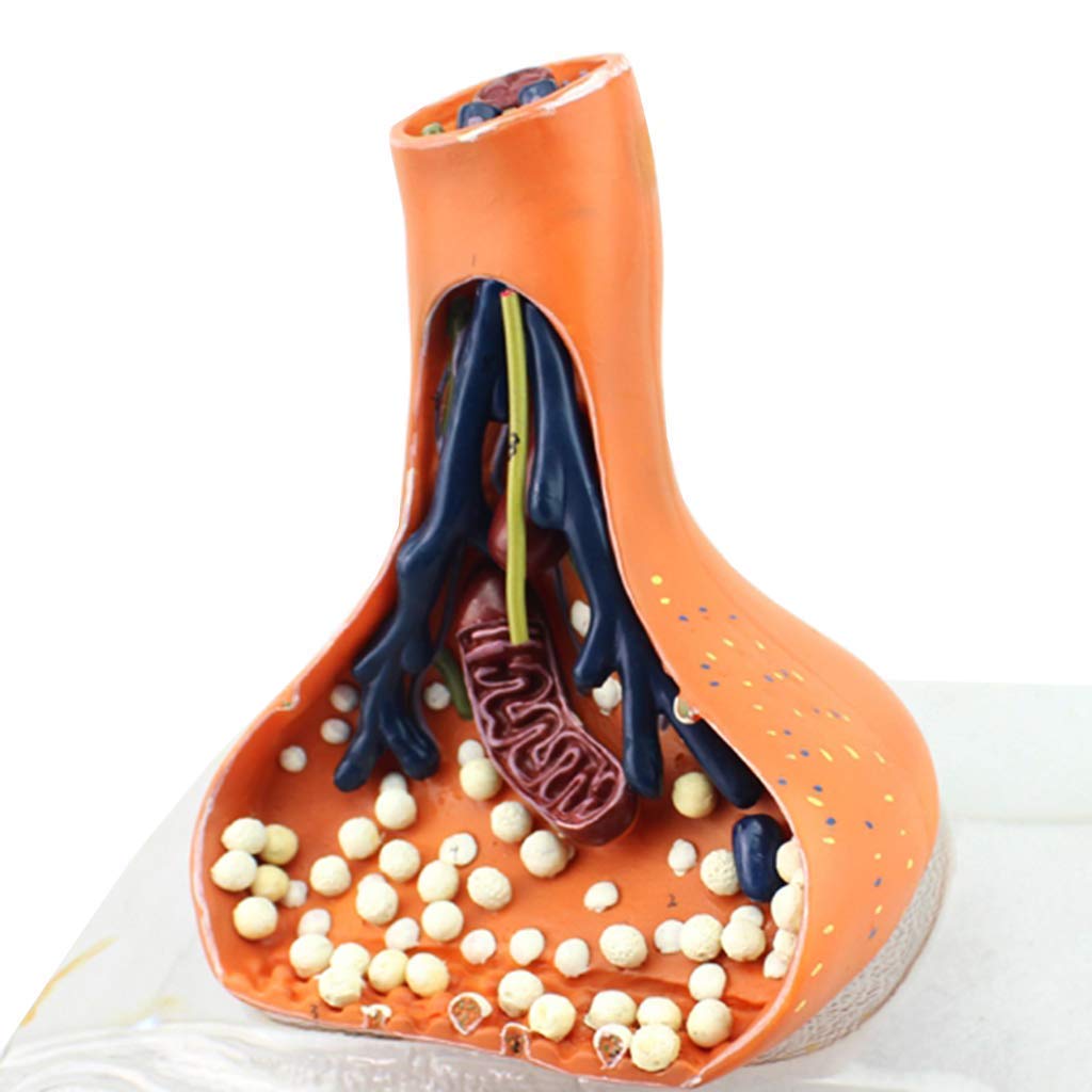 Buy Educational Model Nerve Ending Synaptic Amplification Model Medical ...