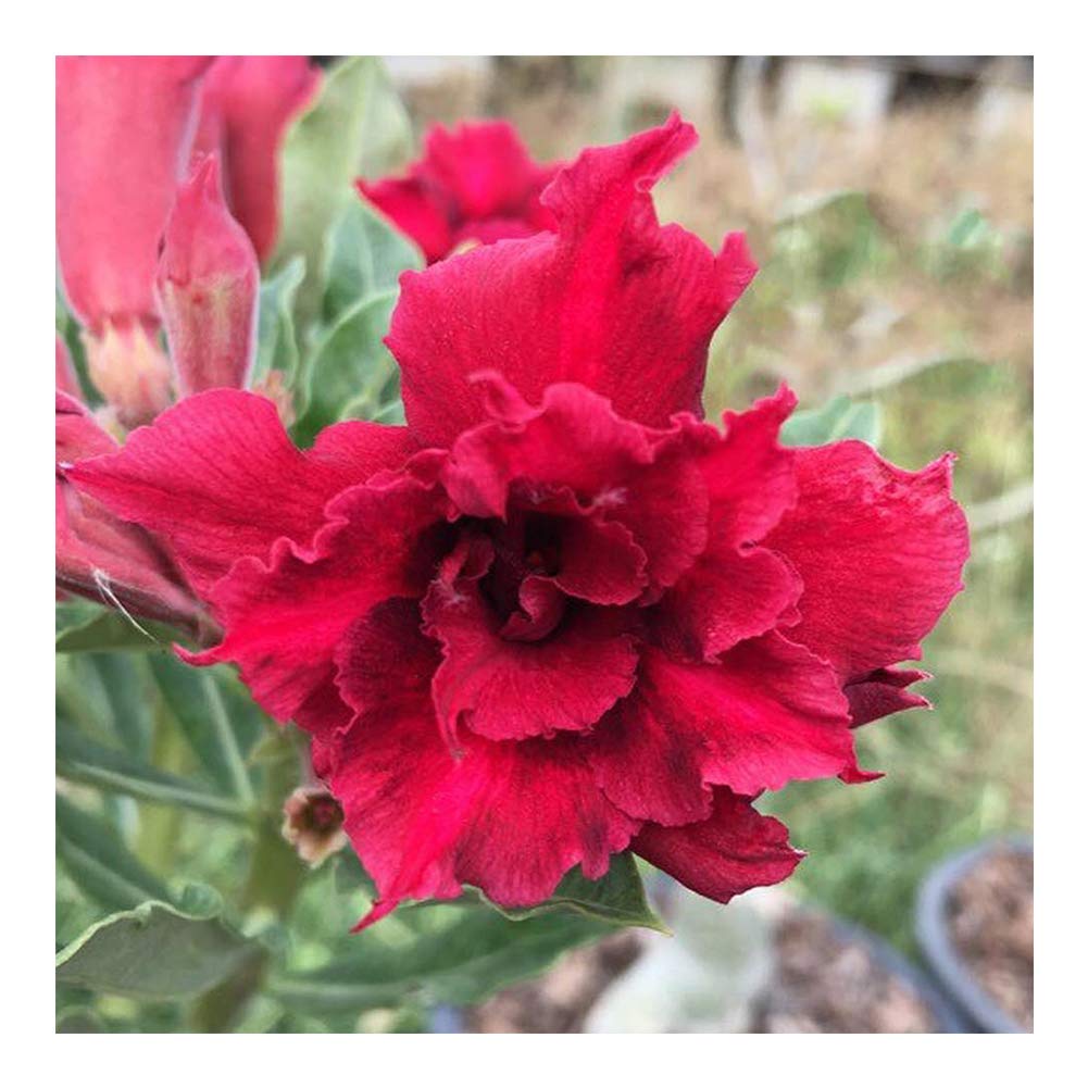 Buy Rare Adenium Obesum, Double Flower, Grafted Mature Plant, Easy Care ...