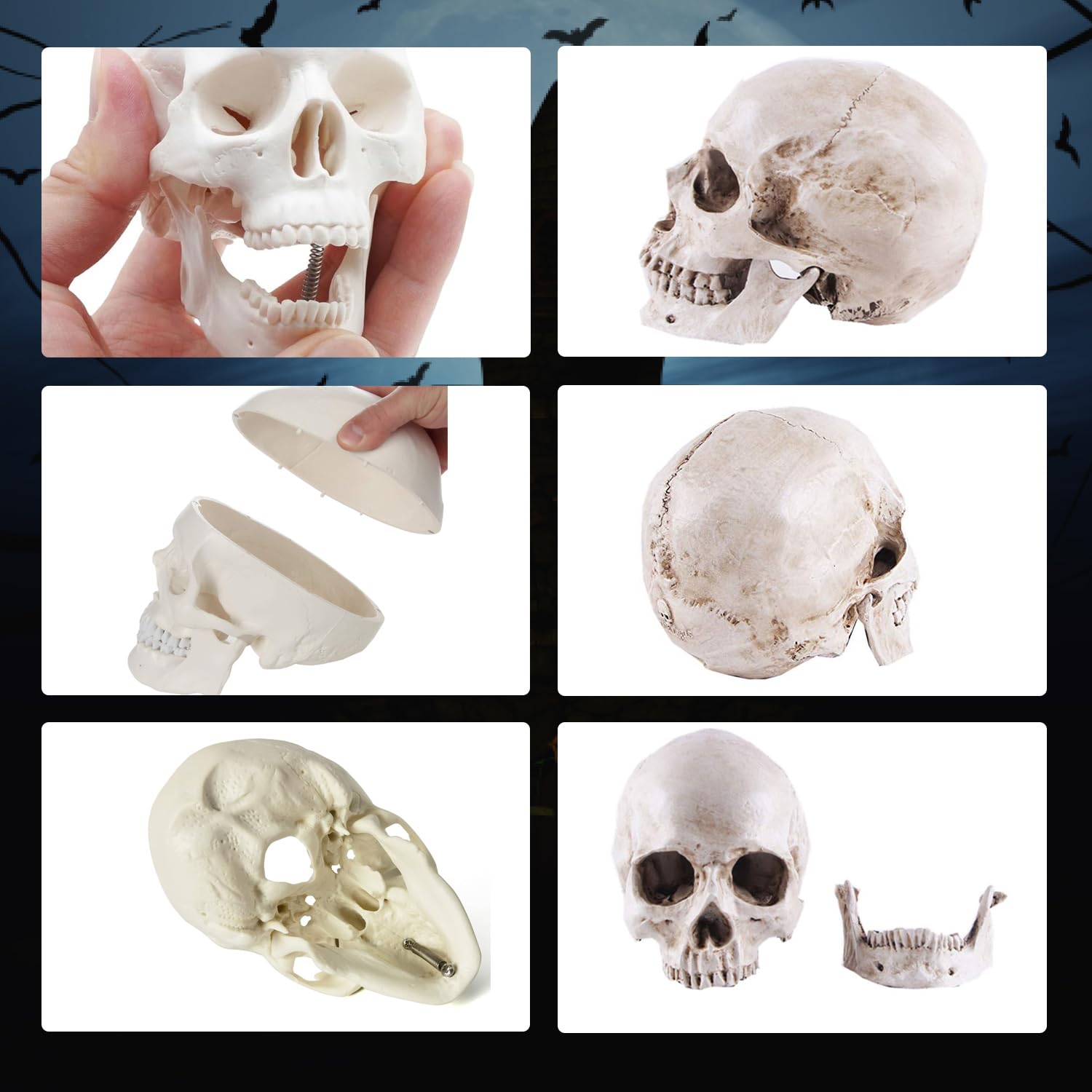 Snapklik.com : 2-Pack Mini Skulls Décor, Human Skull Model Anatomy ...