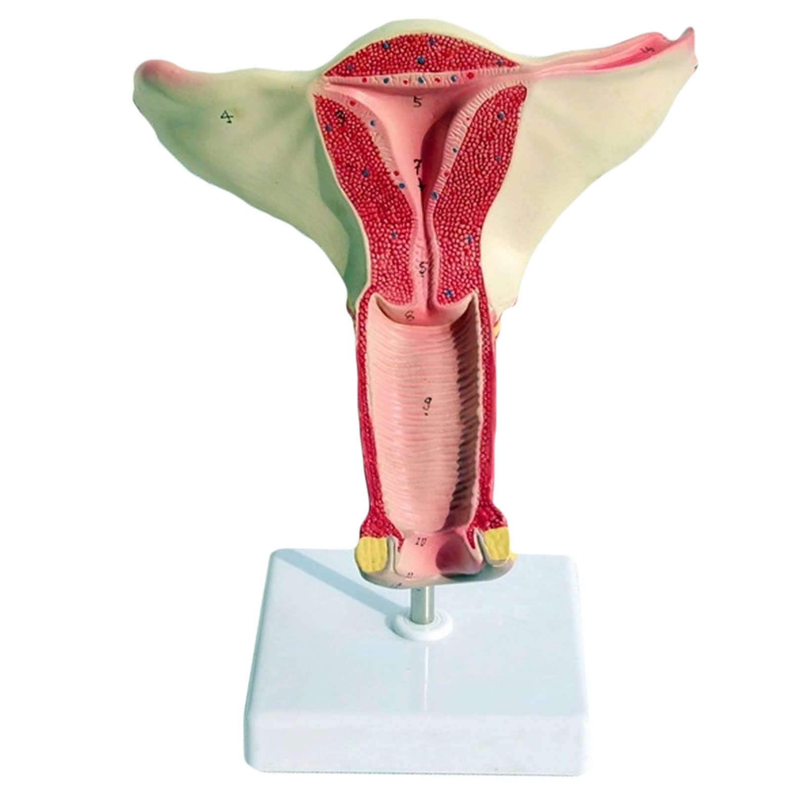 Jujne Female Uterus Ovary Anatomical Model Human Dissection Pathology Uterus | Desertcart GB