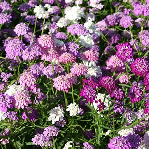 Amazon.com : Park Seed Purple Rain Candytuft Seeds : Patio, Lawn & Garden