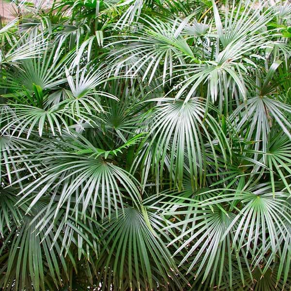 Amazon.com : Brighter Blooms - Windmill Palm Tree, 3 Gal. - No Shipping ...