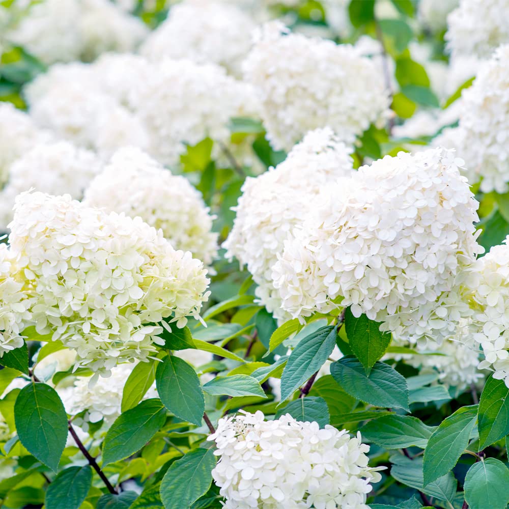 Buy QAUZUY GARDEN 50 Pee Gee Hydrangea Paniculata Peegee Panicle Shrub ...