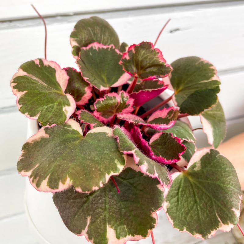 Amazon.com : Begonia House Plant, Variegated Strawberry Begonia Plant ...