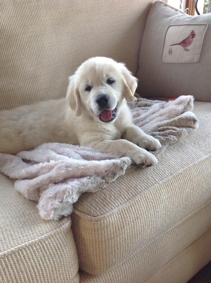 The Complete Golden Retriever Handbook: The Essential Guide for New ...