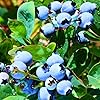 Amazon.com : 2 Blueberry Plants Live for Planting, Sweet Blueberry ...