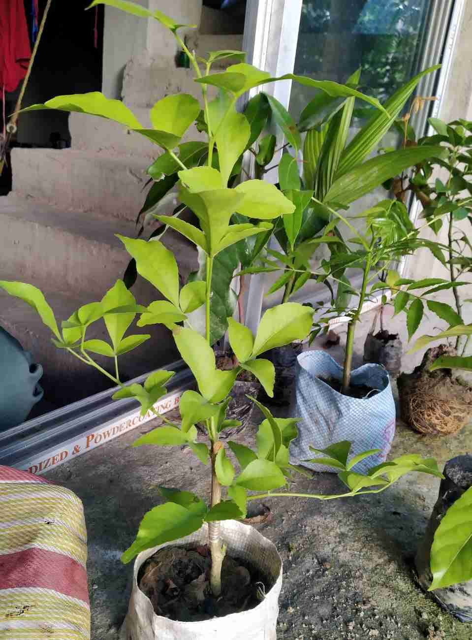 Buy Shopaholic Thai Bel Tree Bengal Quince Golden Apple Stone Apple ...