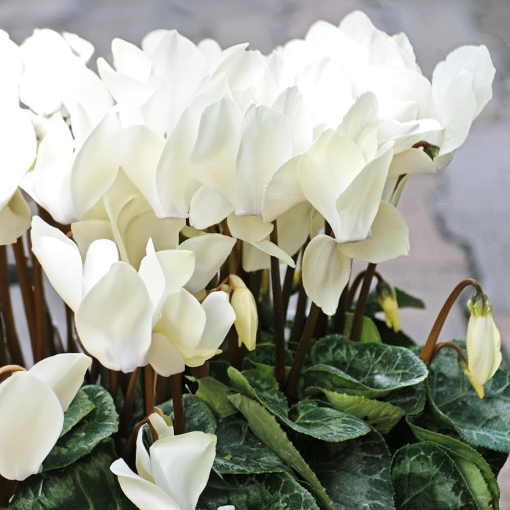 Amazon.co.jp: ITANSE イエローシクラメン マイクロ・ゴールデンボーイ 3号 2個セット【品種で選べる花苗】中輪タイプ : DIY・工具・ガーデン