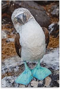 Amazon.com: Cute Chicken Blue Footed Booby Canvas Poster Bedroom Decor ...