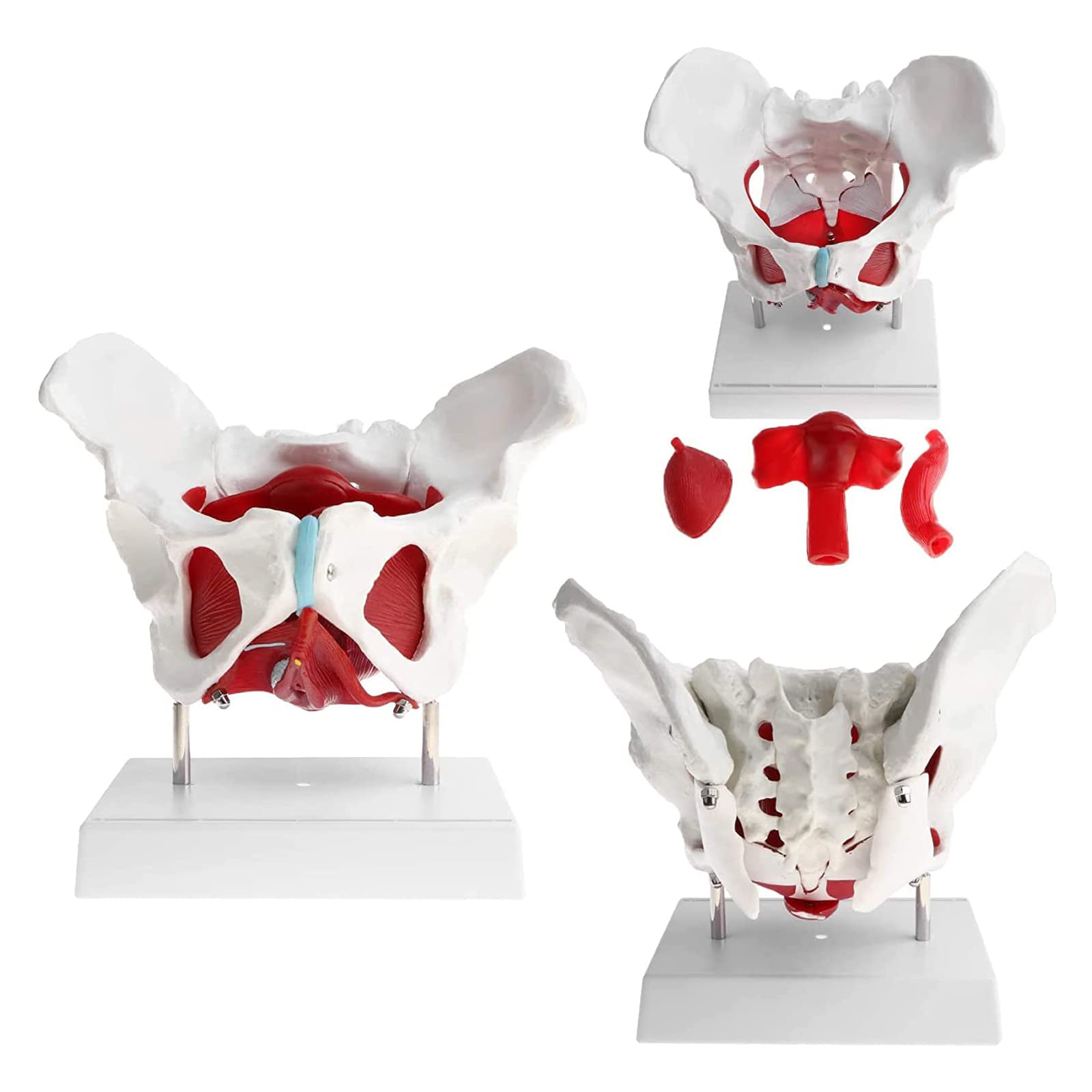 Bgdgtp Female Pelvis Floor Muscles Model Life Size Female Pelvis ...