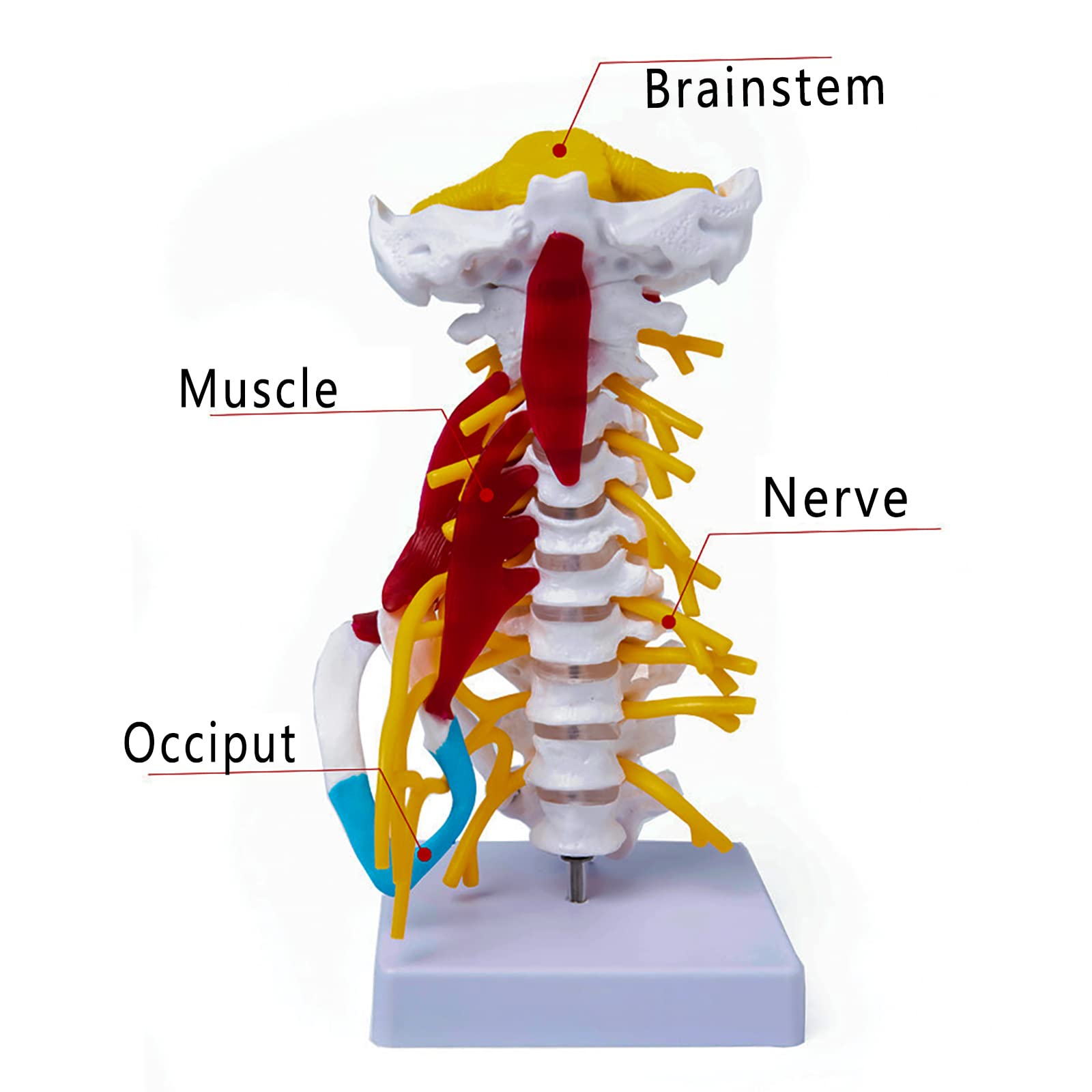 Anatomy Of Cervical Spine Vertebrae