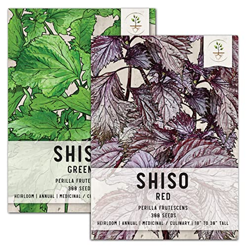 Shiso plant - How to grow & care