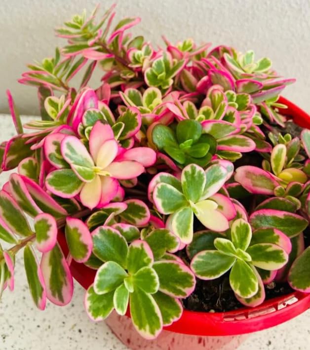 Portulaca Oleracea Variegated live plant : Amazon.in: Garden & Outdoors