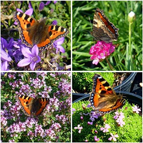 20 Different Alpine Rockery Plants in 9cm POTS ~ Quality Alpines Direct ...