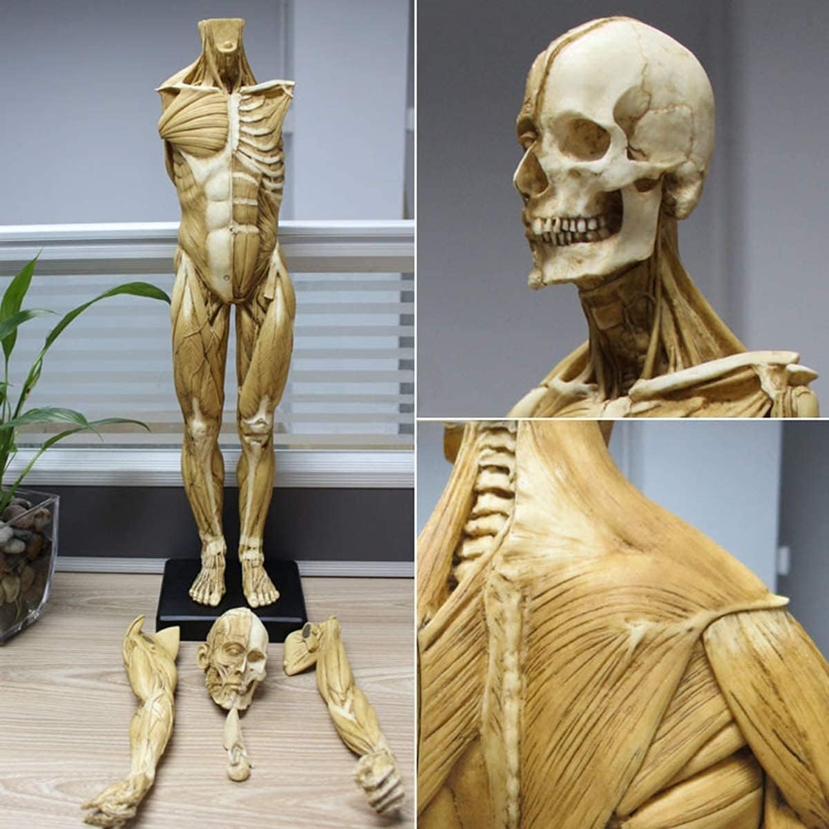 Amazon.com: Male Anatomy Figure Human Skeletal Muscle Anatomical Model ...