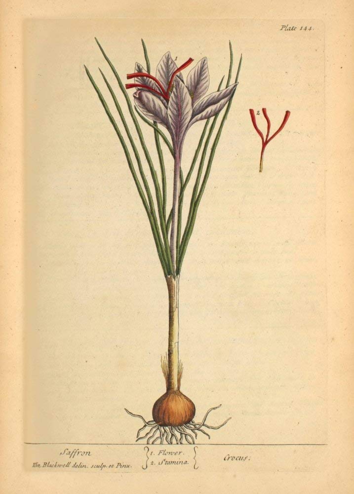 Buy Vintage Anatomy and Morphology 'Saffron', from 'A Curious al ...