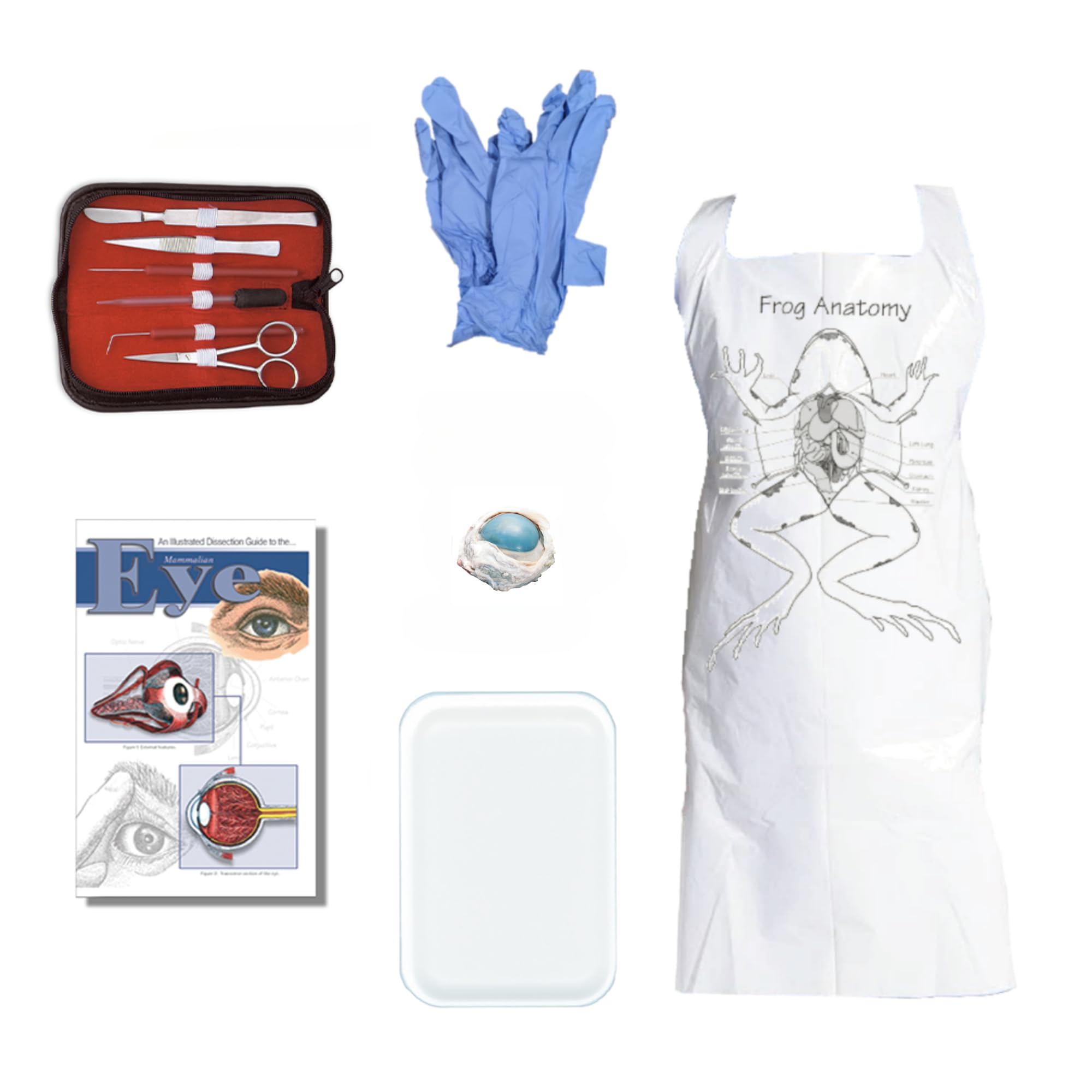 Anatomy Lab Cow eye Dissection Kit with Scalpel Dissection Guide and ...