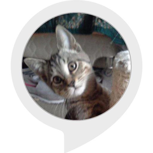 Amazon.com: null : Alexa Skills