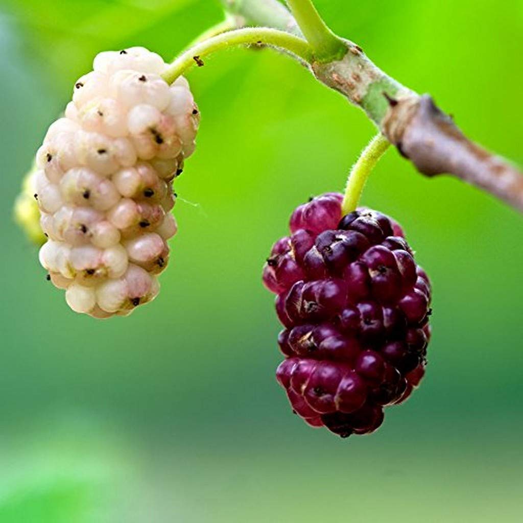 Creative Farmer Live Plant Mulberry Invasive E X Otic Hanging Or ...