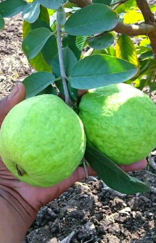 GreenWorld Original Big Size L49 Guava Plant,Lucknow 49 Amrud Healthy ...