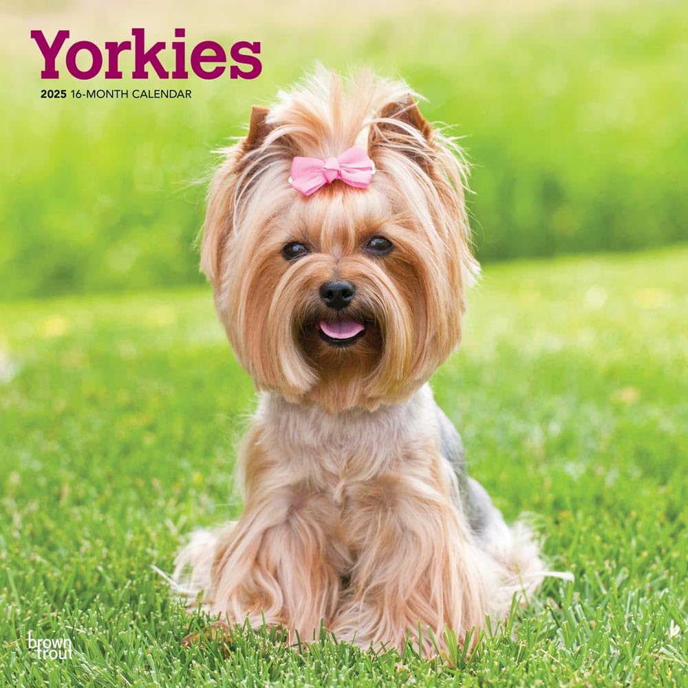 Yorkshire Terriers | 2025 12 x 24 Inch Monthly Square Wall Calendar ...