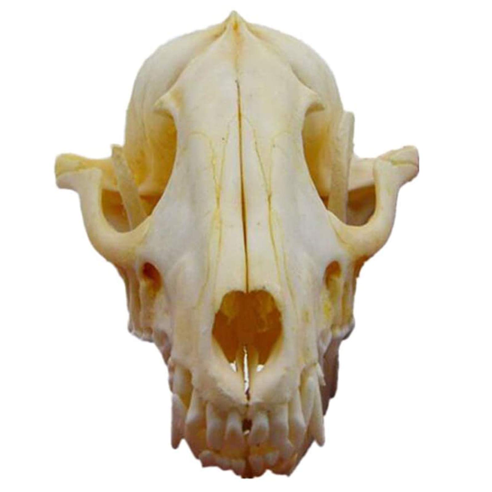 Red Fox Skull Front