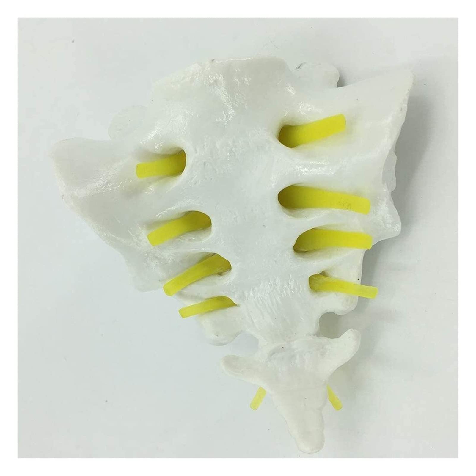 Buy LAErper Teaching Model, Medical Anatomical Spine Model Human Spine ...