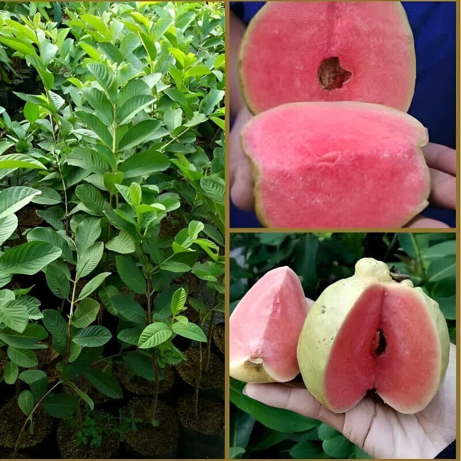 ONLINE PLANT BAZAR ALLTIME JAPANESE SEEDLESS RED DIAMOND GUAVA AMRUD ...